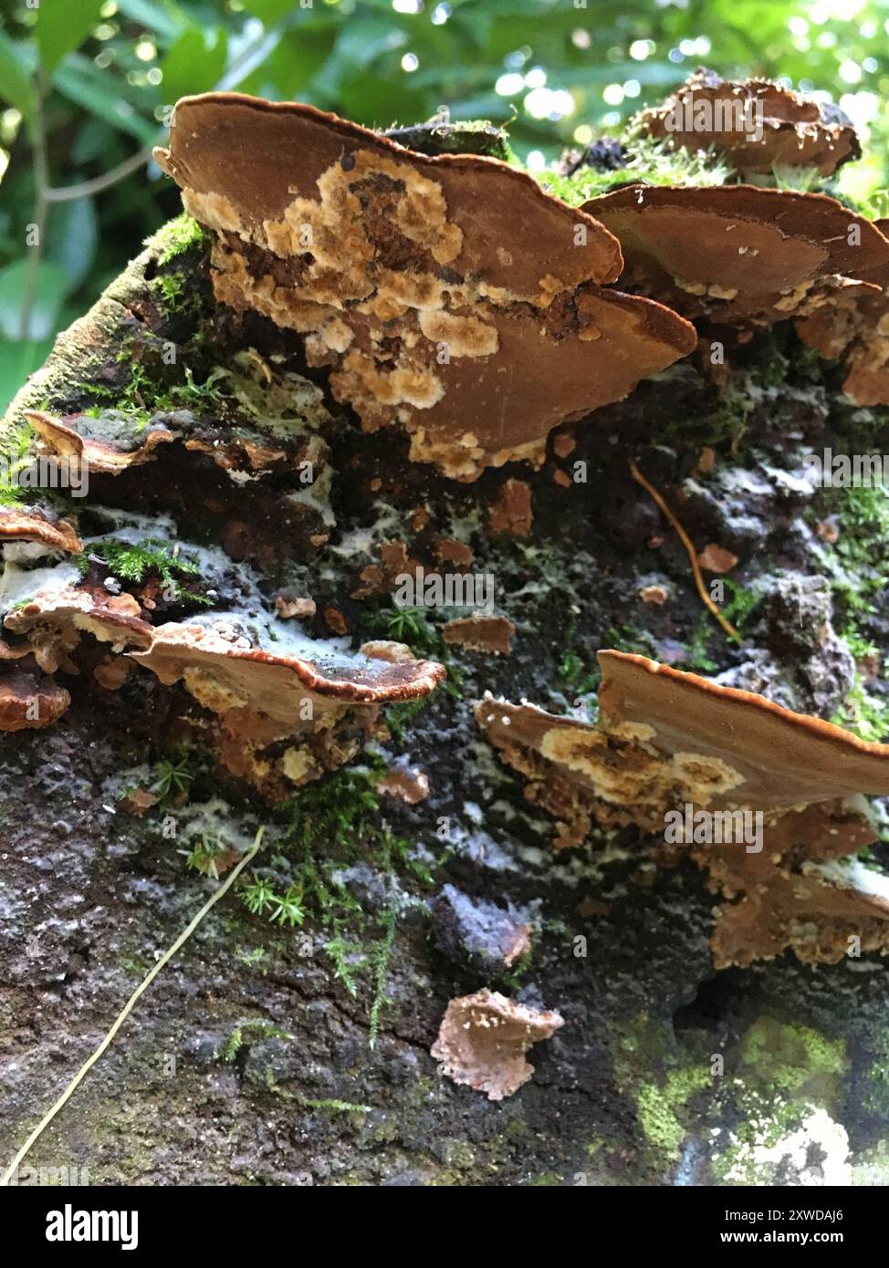 shelf fungi (Polyporales) Fungi Stock Photo - Alamy
