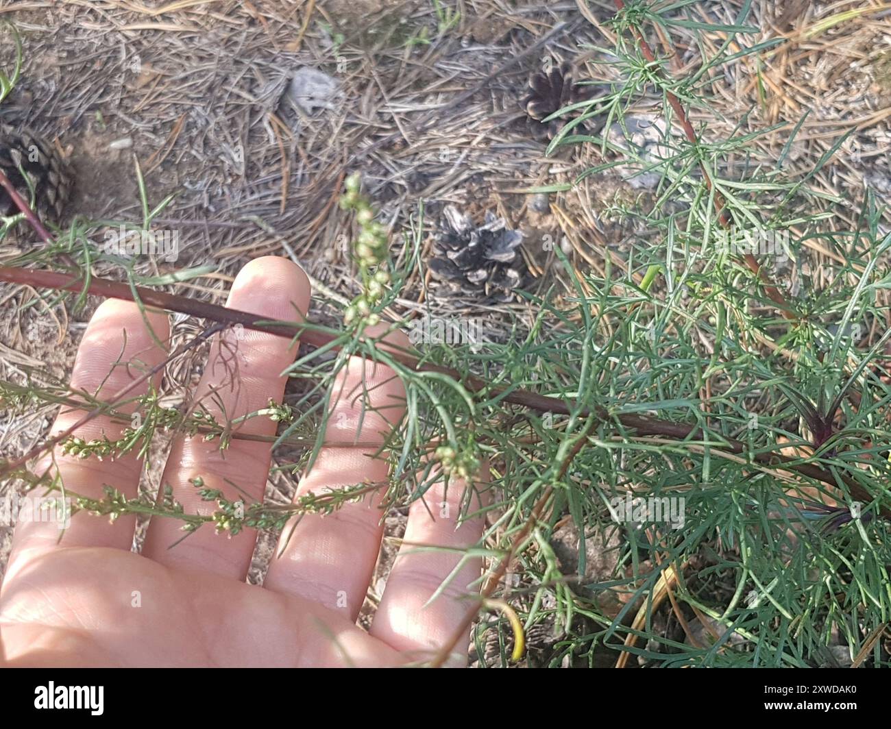 Field Sagewort (Artemisia campestris) Plantae Stock Photo - Alamy