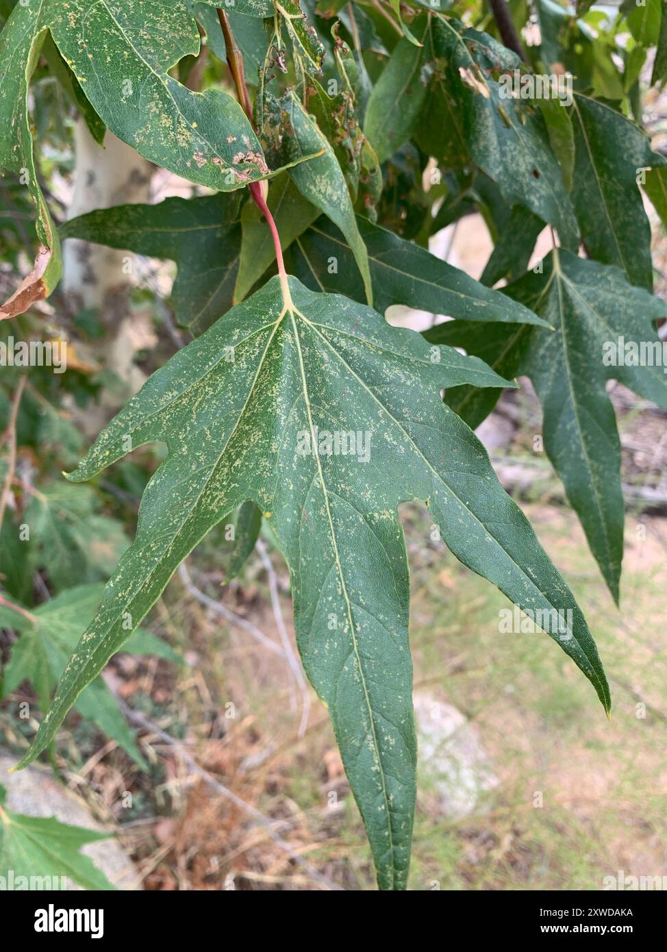 Arizona sycamore (Platanus wrightii) Plantae Stock Photo - Alamy