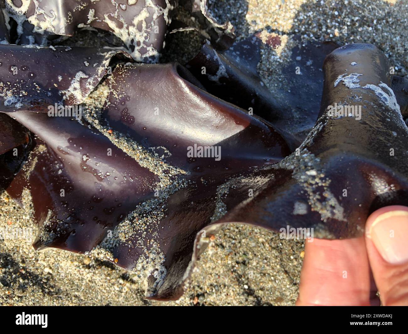 Iridescent Algae (Mazzaella) Plantae Stock Photo - Alamy