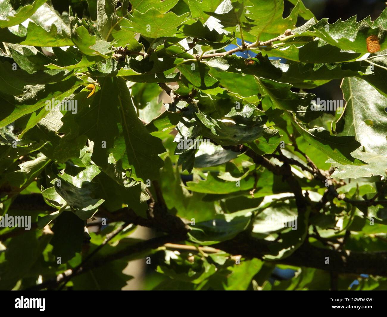 Turkey Oak (Quercus cerris) Plantae Stock Photo - Alamy
