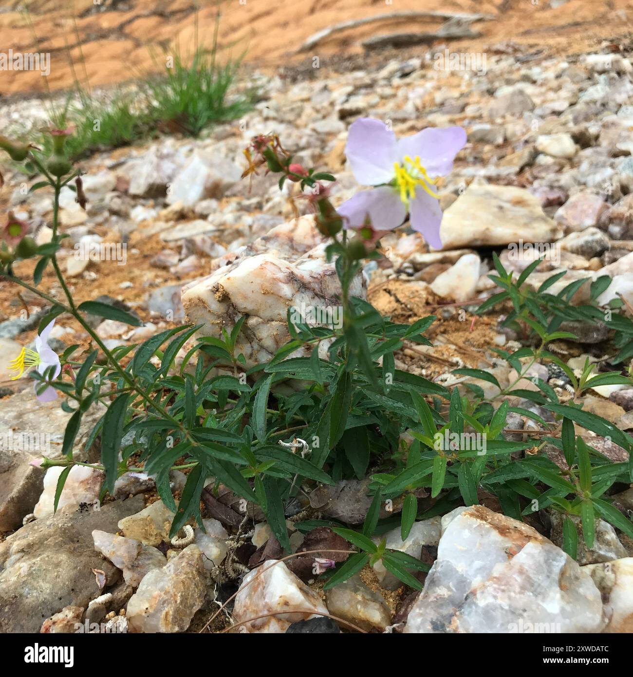 Meadowbeauties (Rhexia) Plantae Stock Photo - Alamy