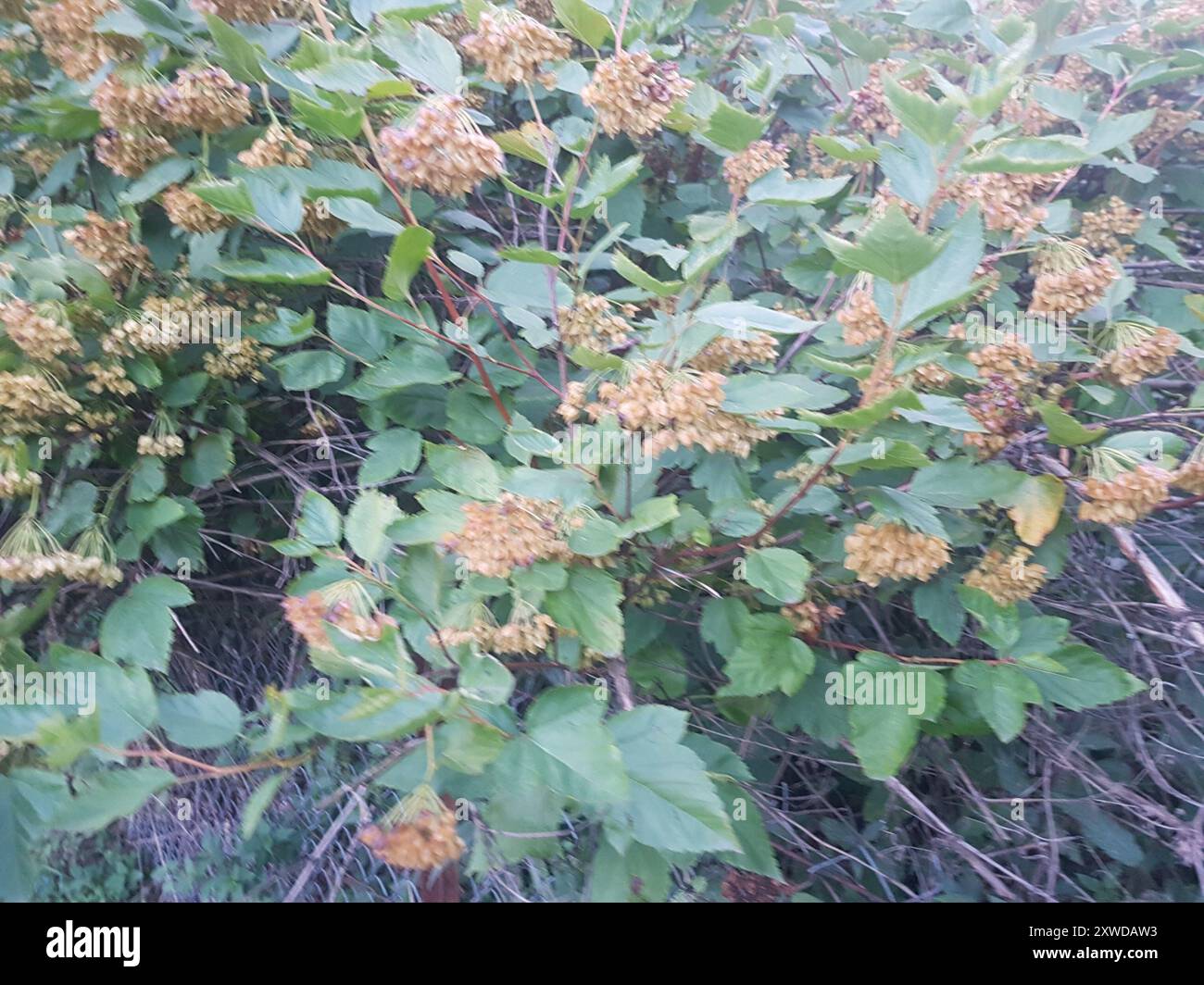 common ninebark (Physocarpus opulifolius) Plantae Stock Photo - Alamy