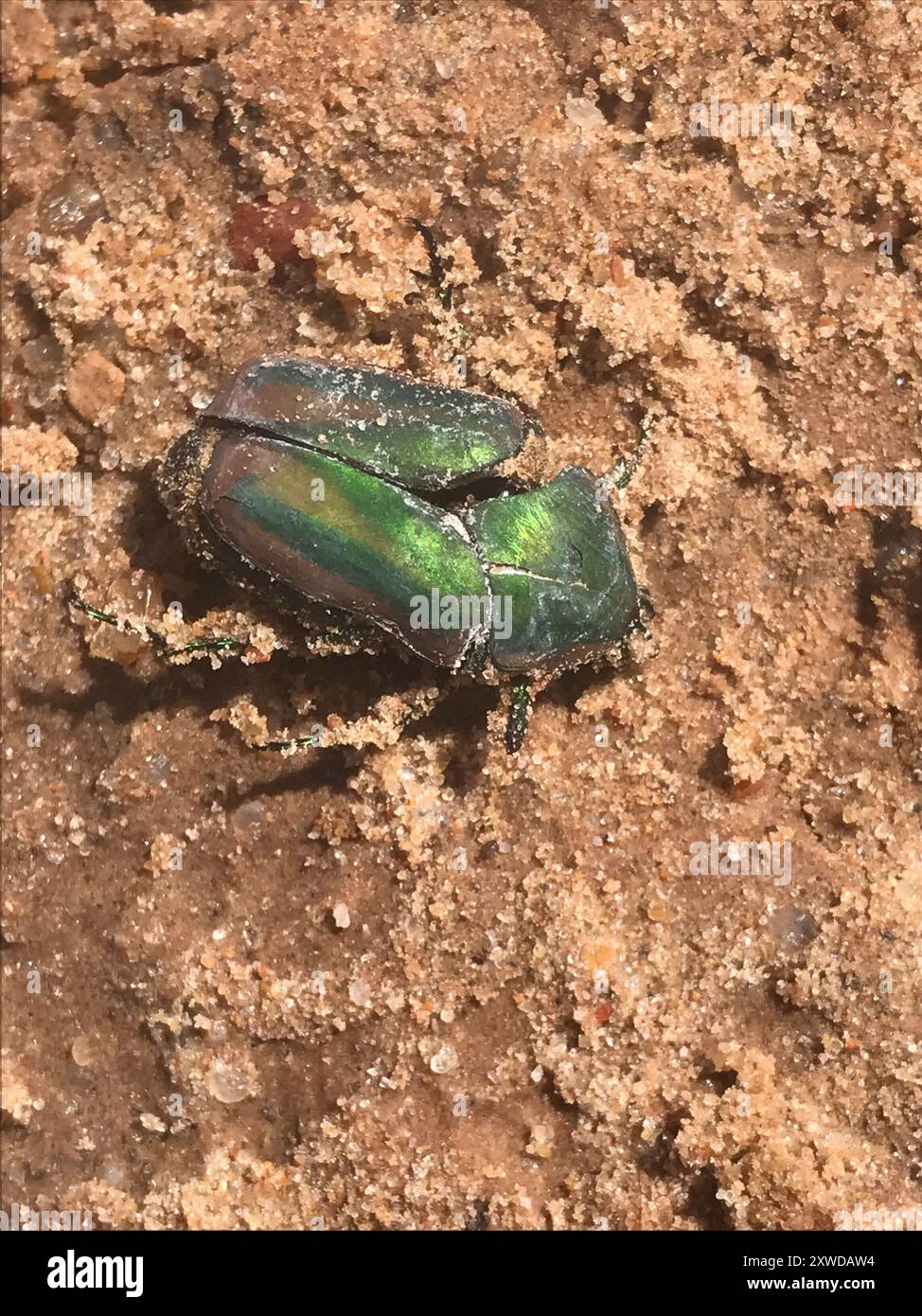 Common Green June Beetle (Cotinis nitida) Insecta Stock Photo - Alamy