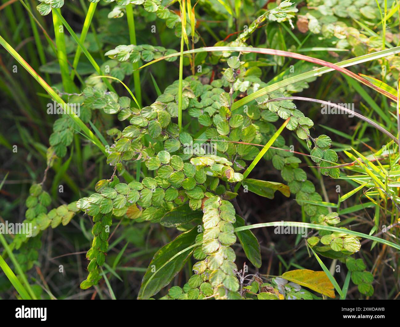 Pretty Dragon's Tongue (Phyllodium pulchellum) Plantae Stock Photo - Alamy