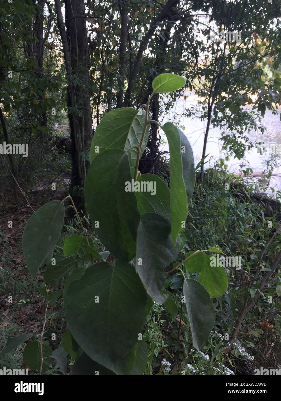 Bigleaf Snowbell (Styrax grandifolius) Plantae Stock Photo - Alamy