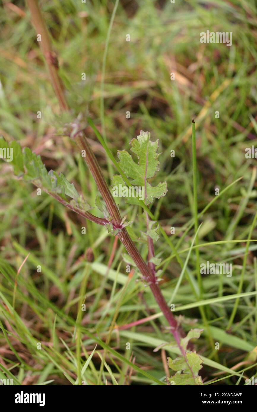 Marsh Ragwort (Jacobaea aquatica) Plantae Stock Photo - Alamy