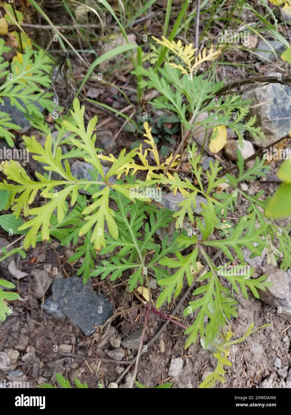 western ragweed (Ambrosia psilostachya) Plantae Stock Photo - Alamy