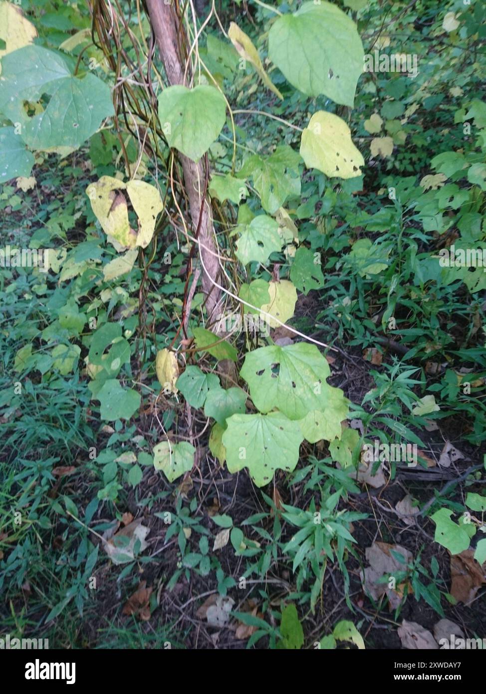 moonseed (Menispermum canadense) Plantae Stock Photo - Alamy