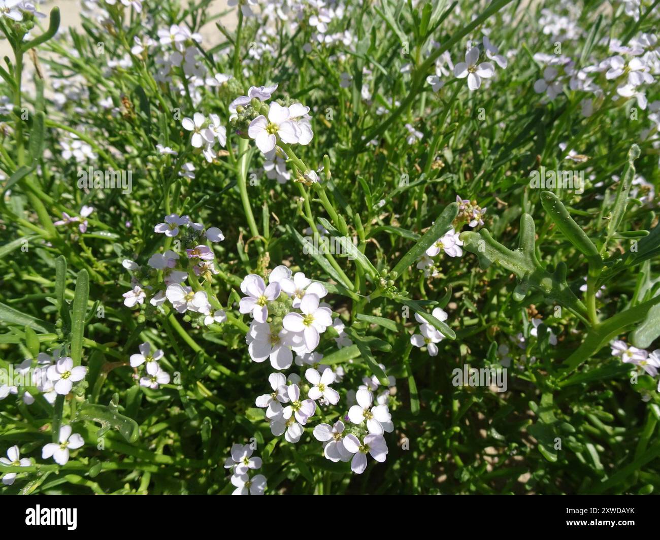 European Searocket (Cakile maritima) Plantae Stock Photo - Alamy