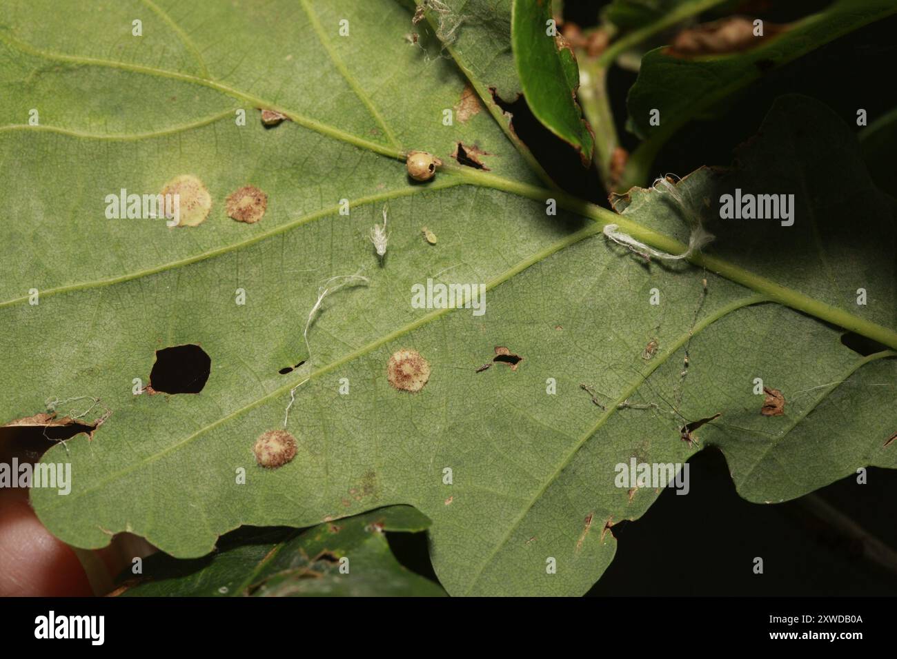 Oyster Gall Wasp (Neuroterus anthracinus) Insecta Stock Photo - Alamy