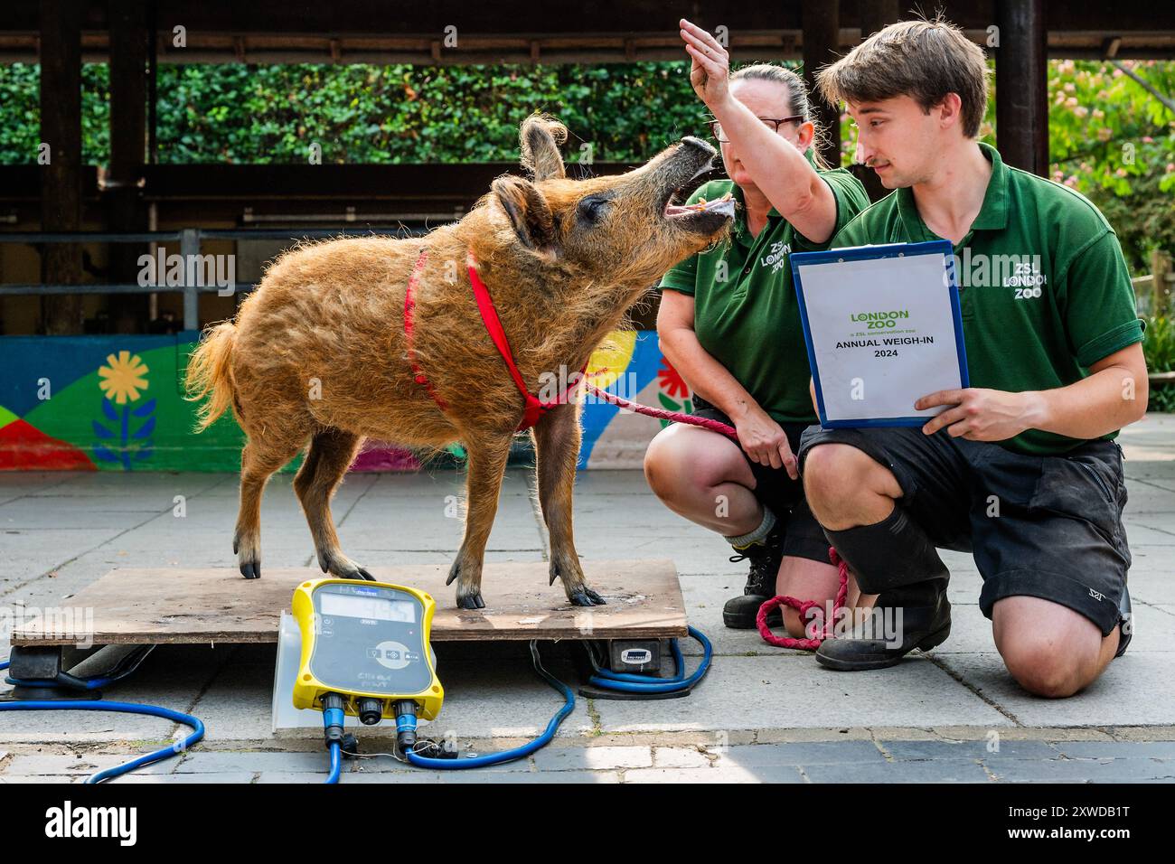 London, UK. 19th Aug, 2024. Olive the Mangalitsa pig is enticed on the ...