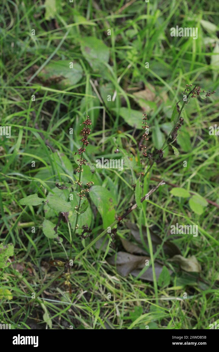 Clustered Dock (Rumex conglomeratus) Plantae Stock Photo - Alamy