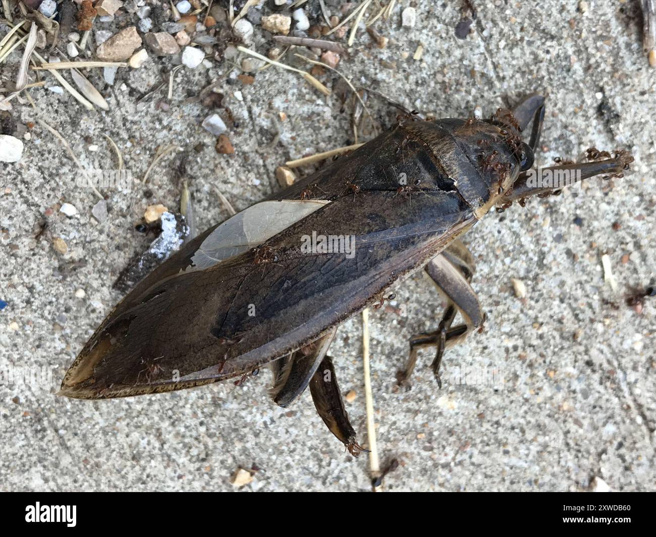 Benacus hi-res stock photography and images - Alamy