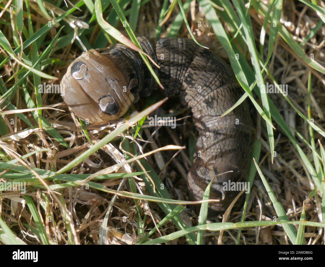 Elephant Hawkmoth (Deilephila elpenor) Insecta Stock Photo - Alamy