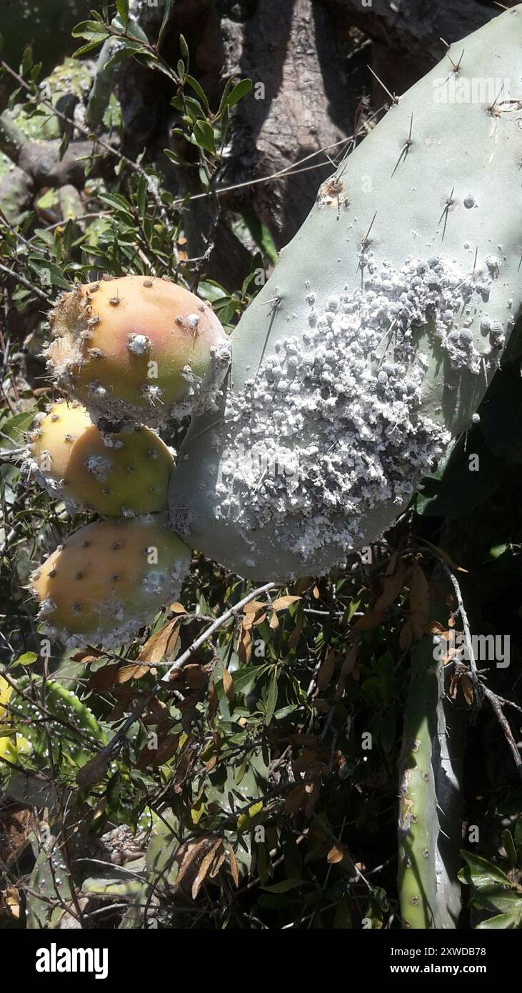 true cochineal bug (Dactylopius coccus) Insecta Stock Photo - Alamy