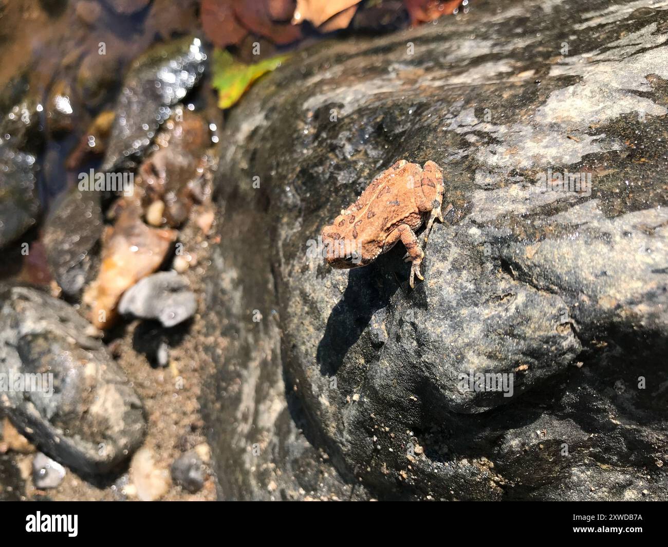 North American Toads (Anaxyrus) Amphibia Stock Photo - Alamy