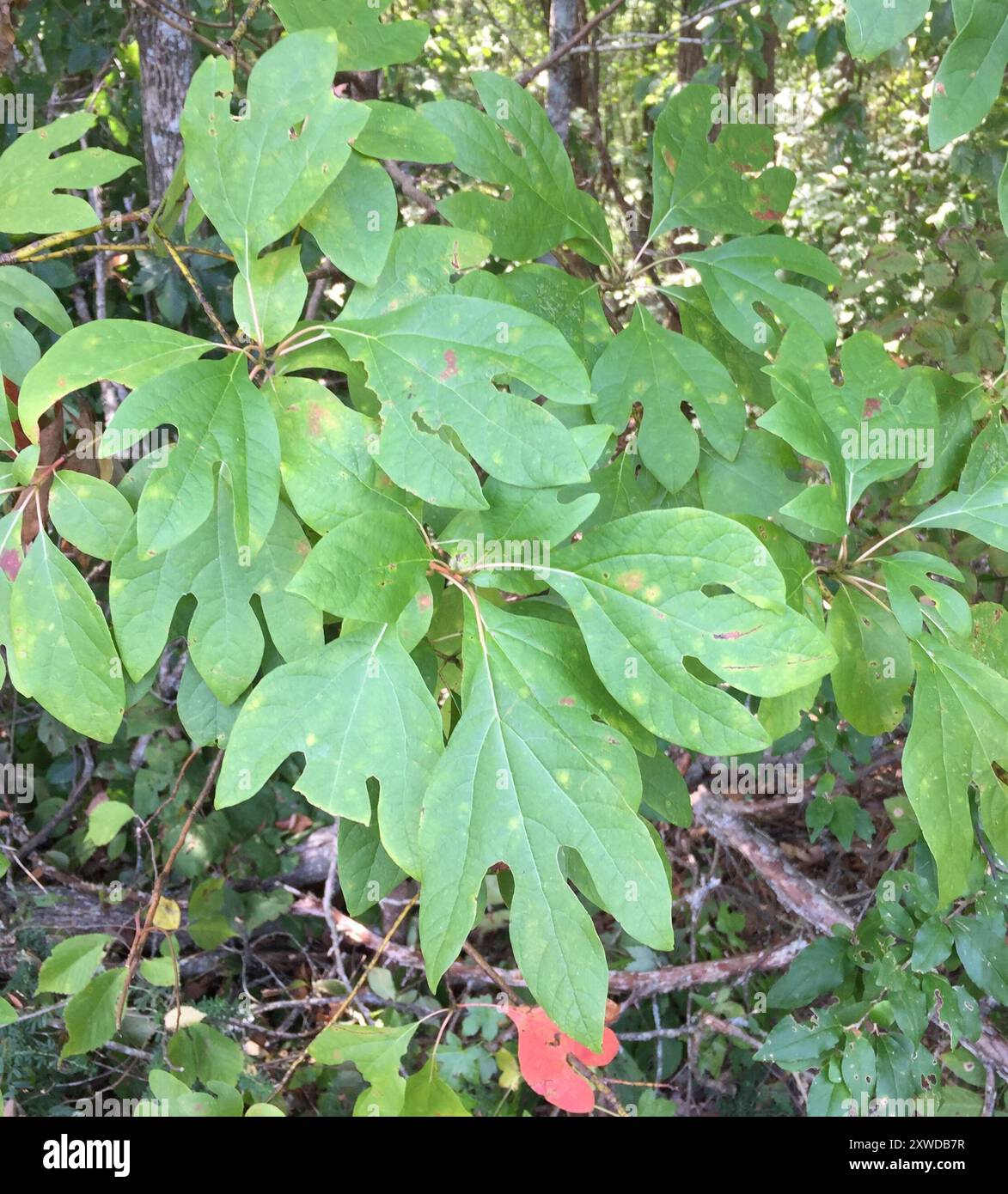 sassafras (Sassafras albidum) Plantae Stock Photo - Alamy