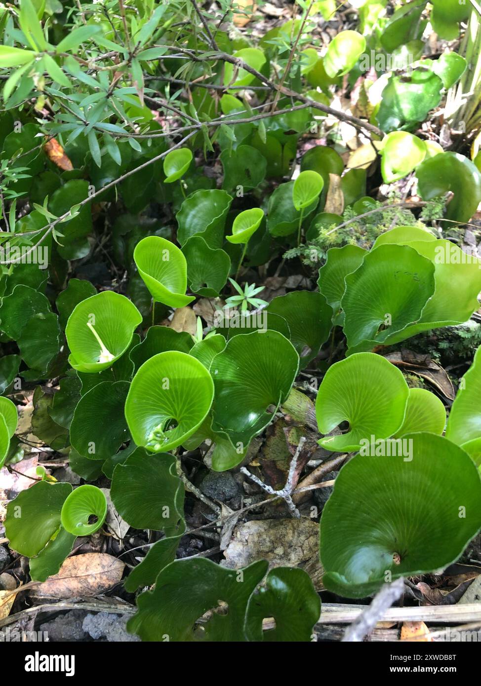 kidney fern (Hymenophyllum nephrophyllum) Plantae Stock Photo - Alamy