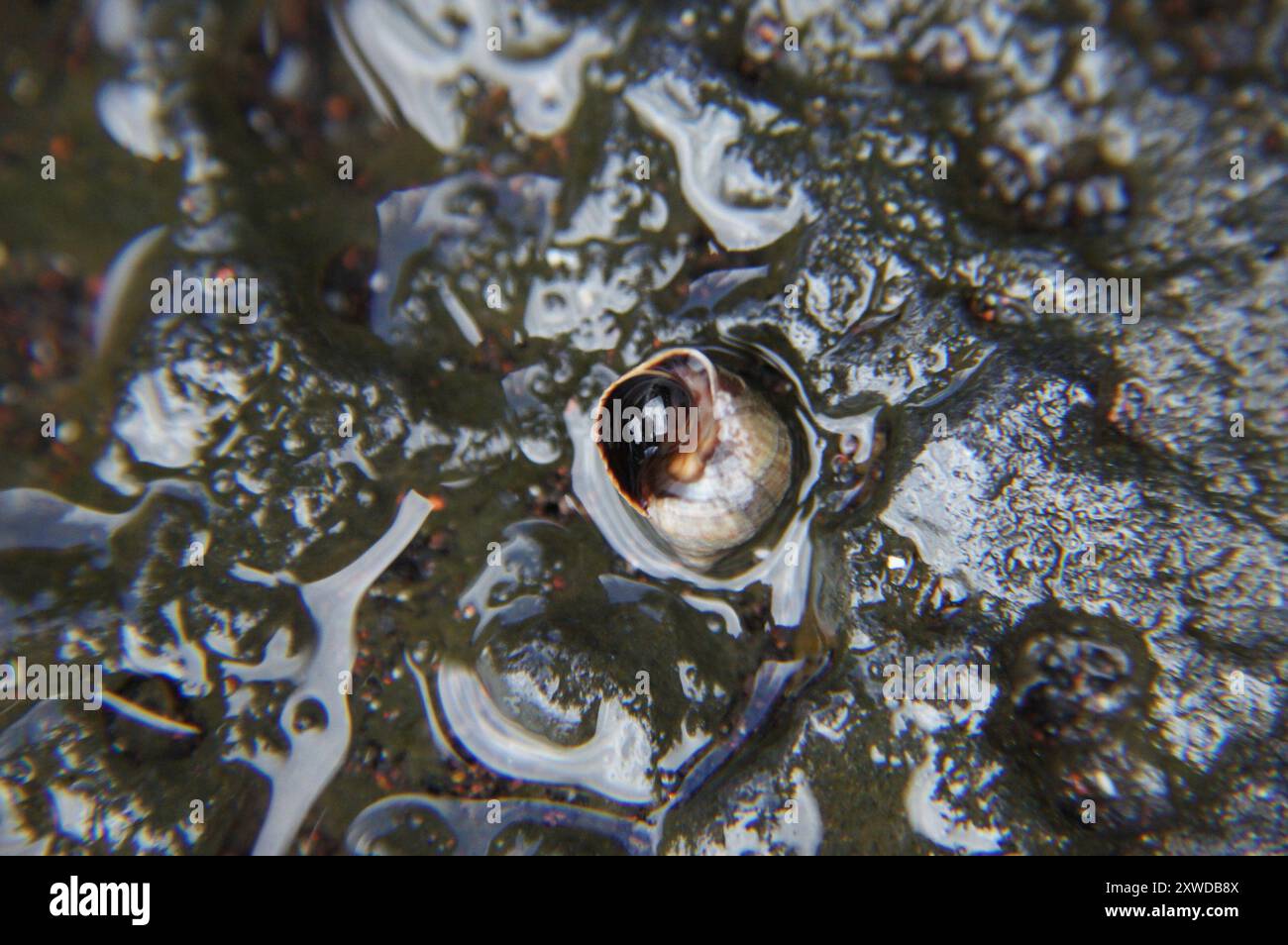 (Tectarius striatus) Mollusca Stock Photo - Alamy