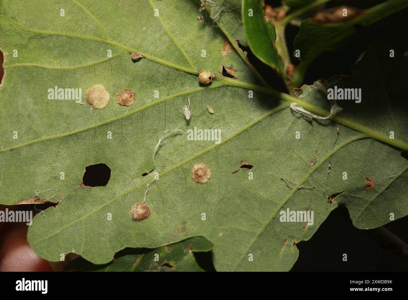 Common Spangle Gall Wasp (Neuroterus quercusbaccarum) Insecta Stock ...