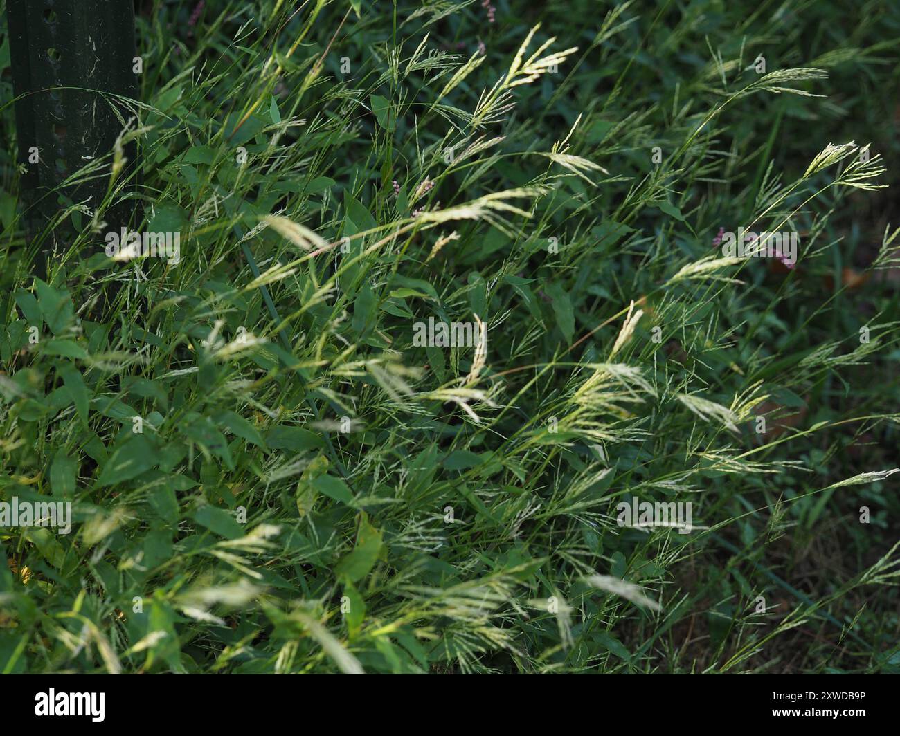 small carpetgrass (Arthraxon hispidus) Plantae Stock Photo - Alamy
