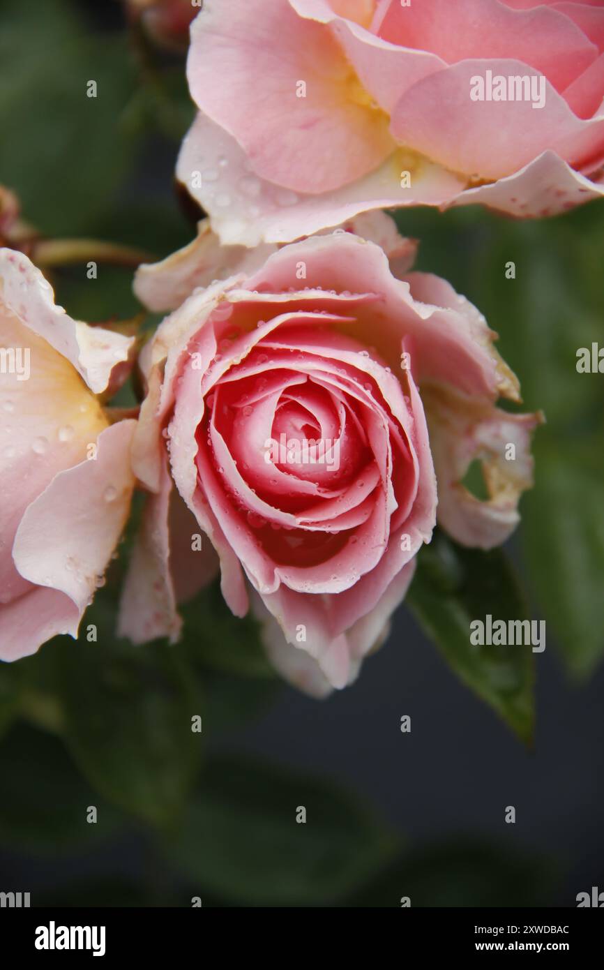 Pink rose photography art hi-res stock photography and images - Alamy