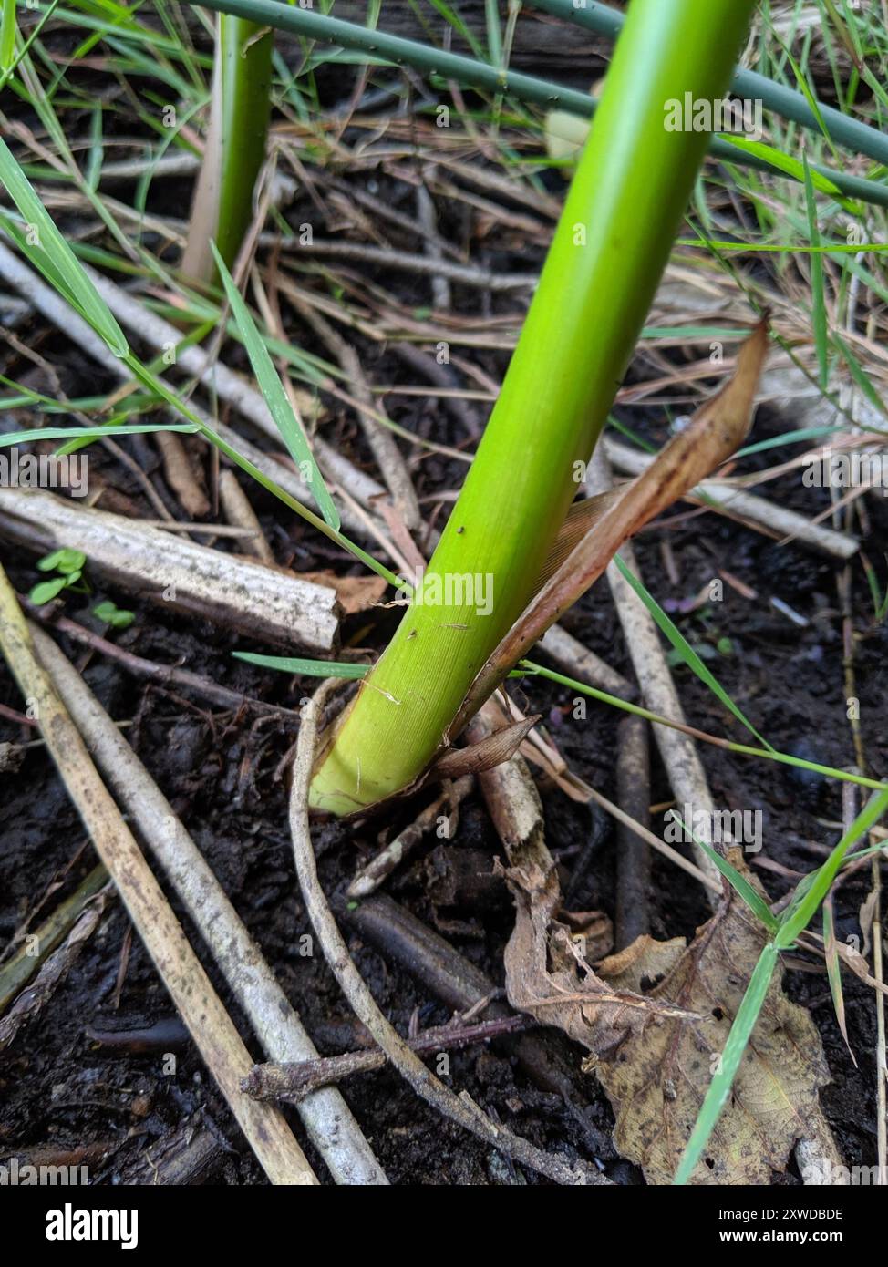 soft-stemmed bulrush (Schoenoplectus tabernaemontani) Plantae Stock ...