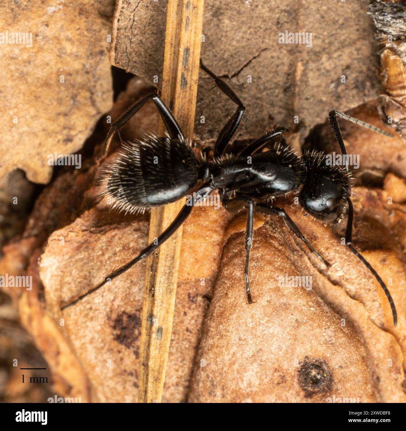 Hairy Smooth Carpenter Ant (Camponotus laevissimus) Insecta Stock Photo ...