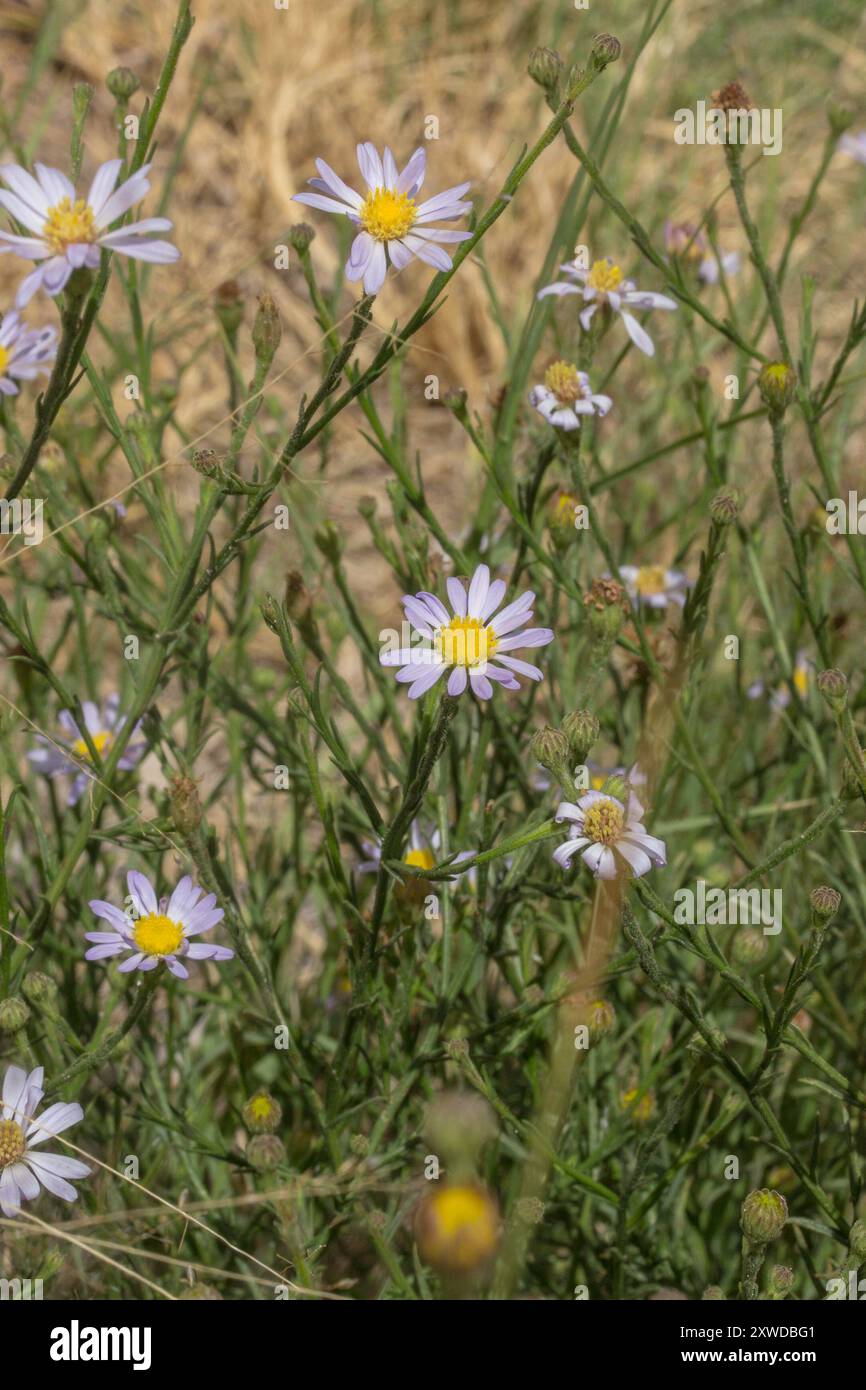 Almutaster pauciflorus hi-res stock photography and images - Alamy
