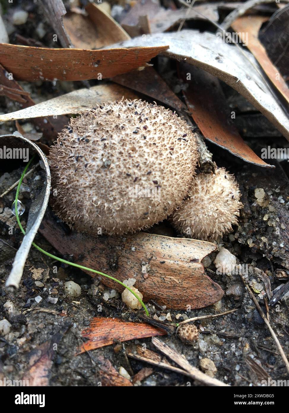 puffballs (Lycoperdaceae) Fungi Stock Photo - Alamy