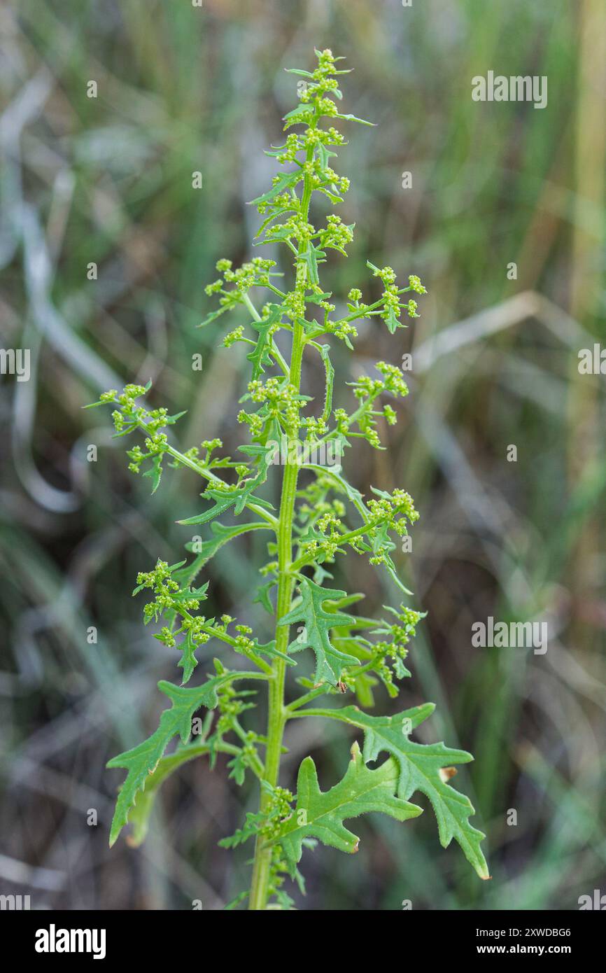 Fetid goosefoot hi-res stock photography and images - Alamy