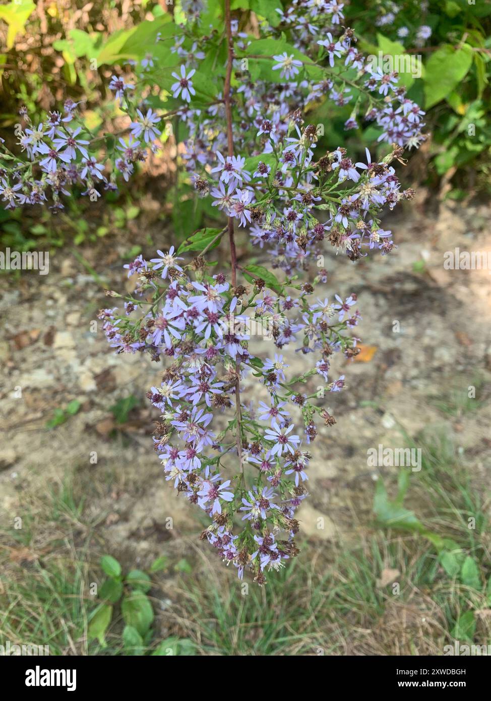 Common Blue Wood Aster (Symphyotrichum cordifolium) Plantae Stock Photo ...