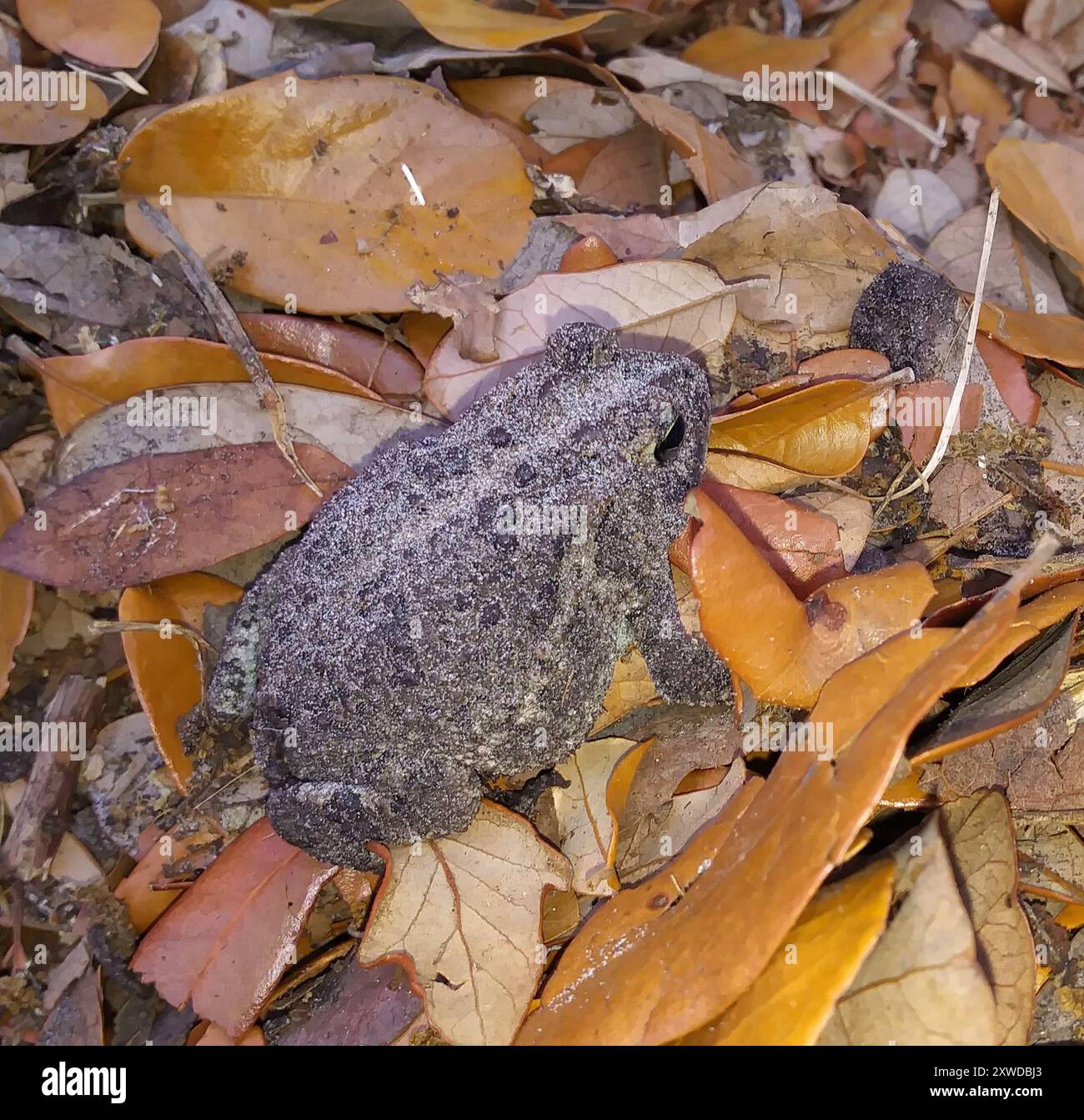 Southern Toad (Anaxyrus terrestris) Amphibia Stock Photo - Alamy