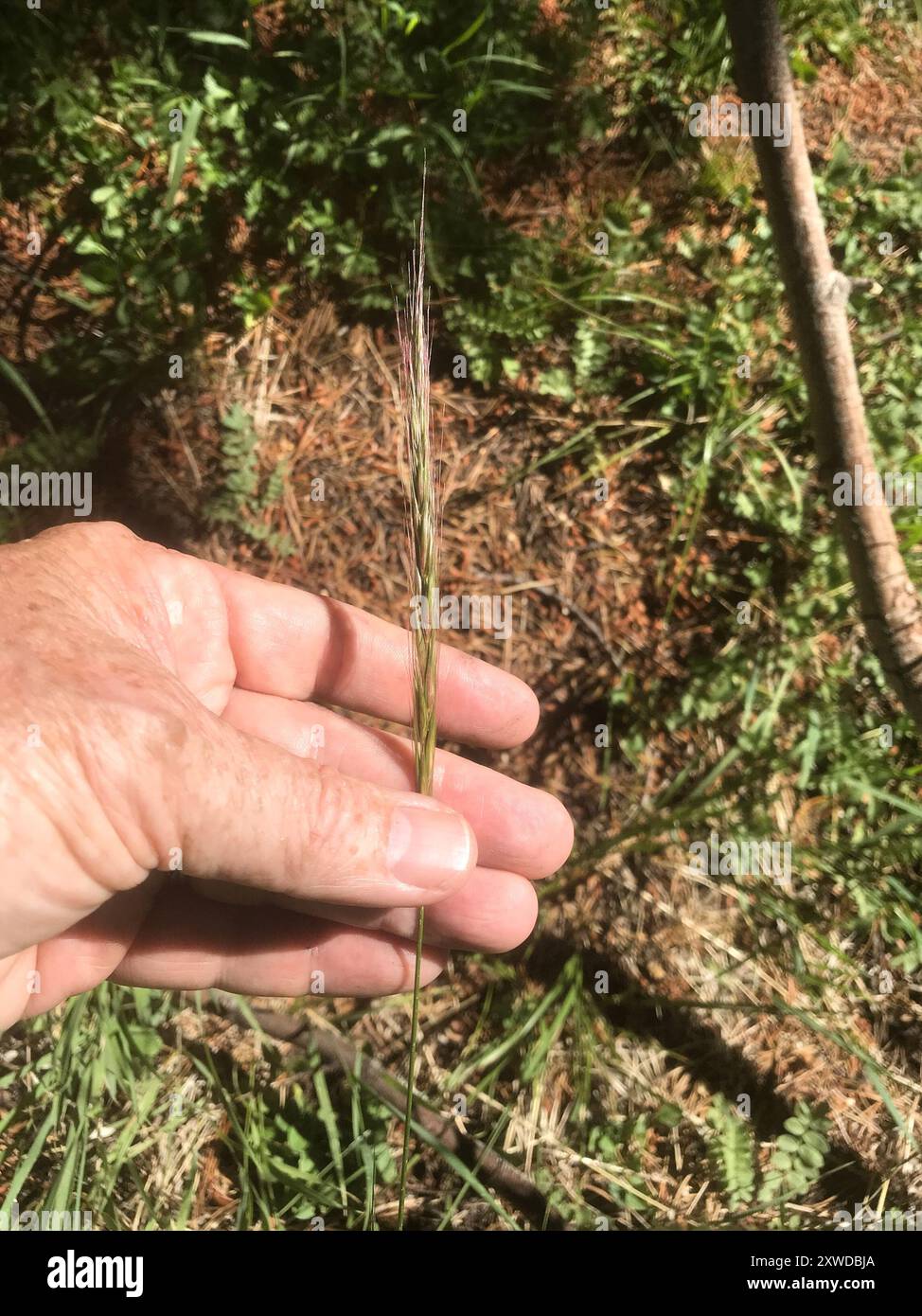 grasses (Poaceae) Plantae Stock Photo - Alamy