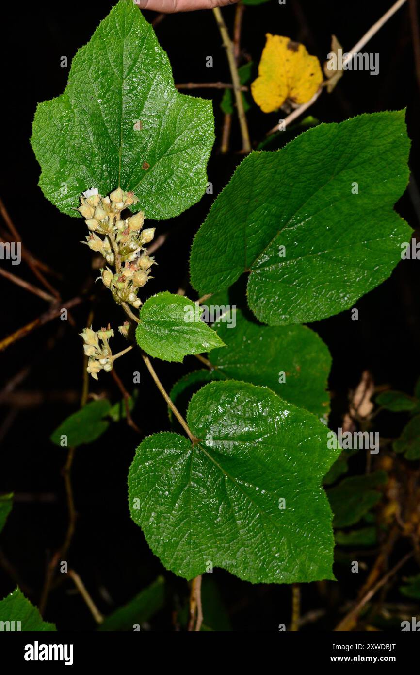 Rubus moluccanus hi-res stock photography and images - Alamy