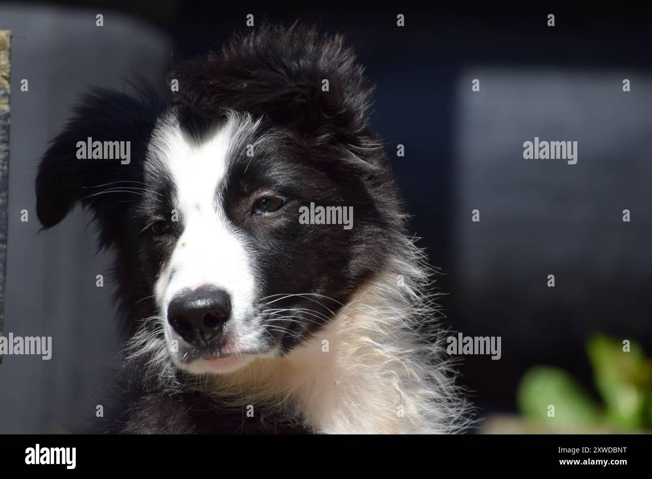 Adorable fluffy border collie hi-res stock photography and images - Alamy