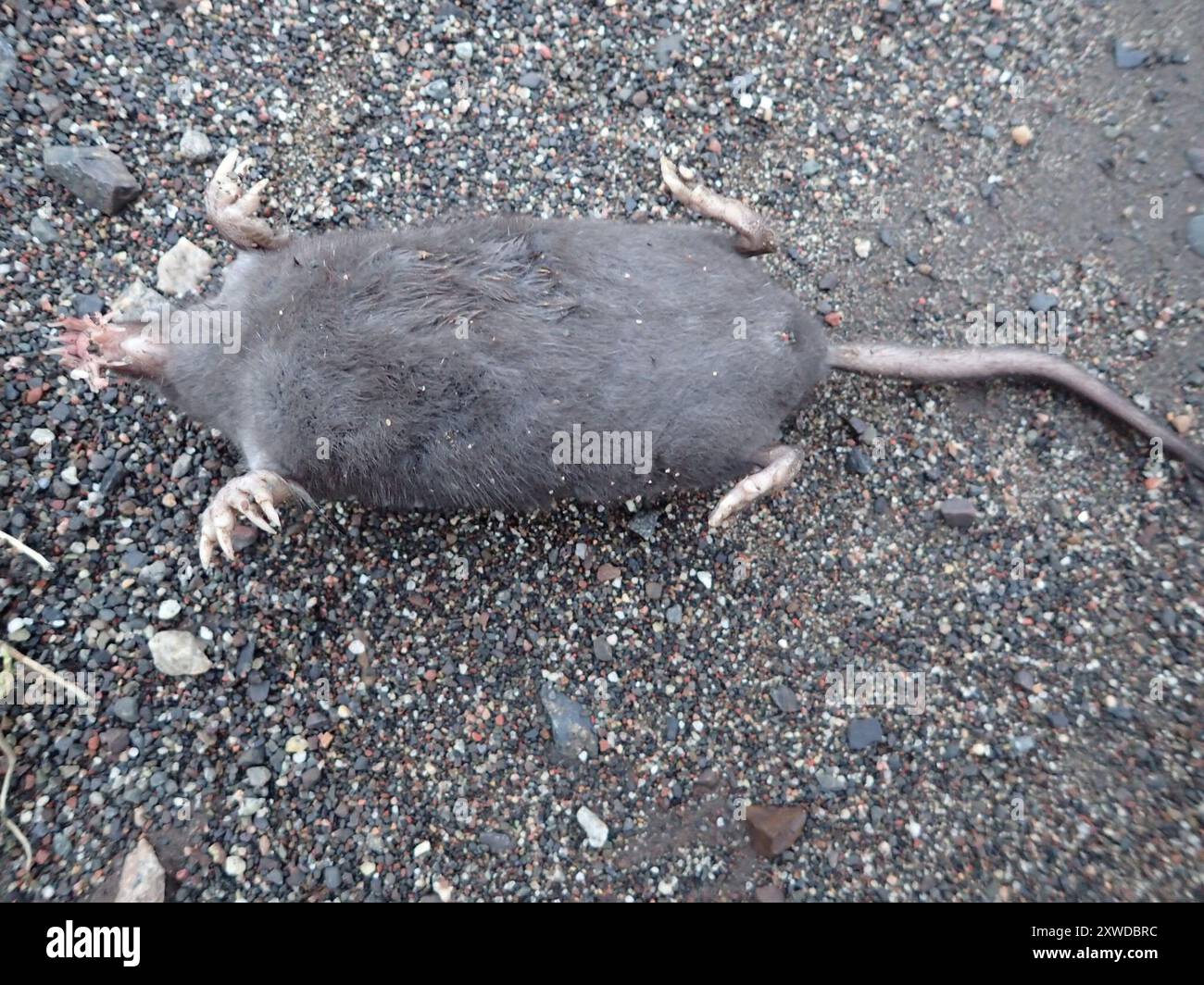 Star-nosed Mole (Condylura cristata) Mammalia Stock Photo - Alamy
