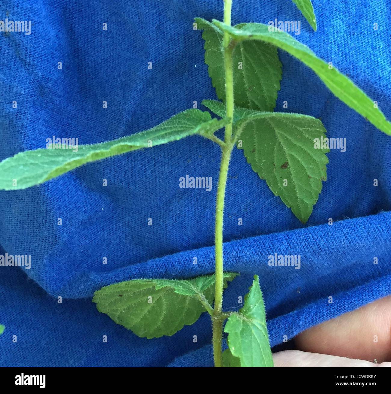 smaller white snakeroot (Ageratina aromatica) Plantae Stock Photo - Alamy