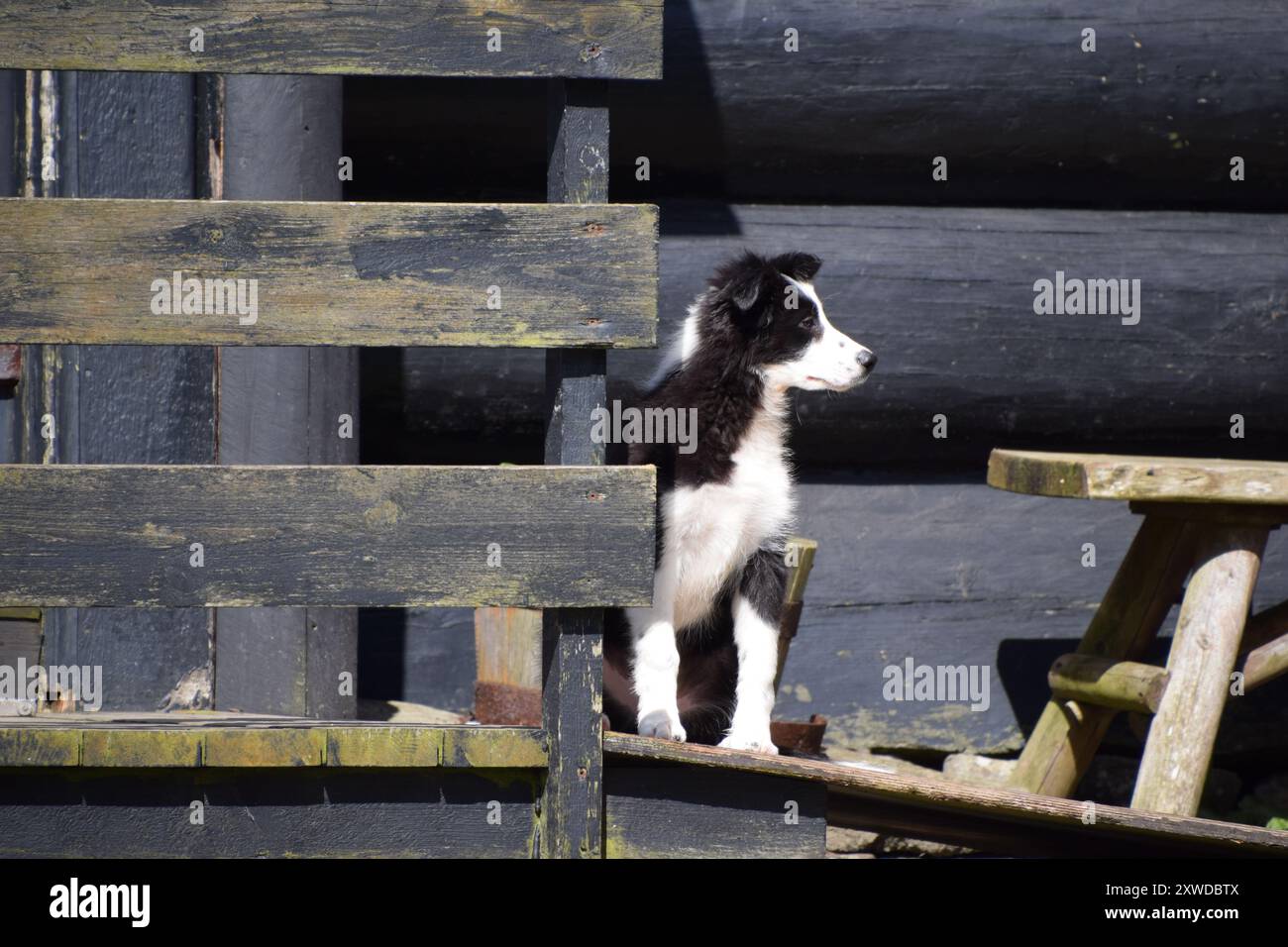 Faroe islands dog hi-res stock photography and images - Alamy
