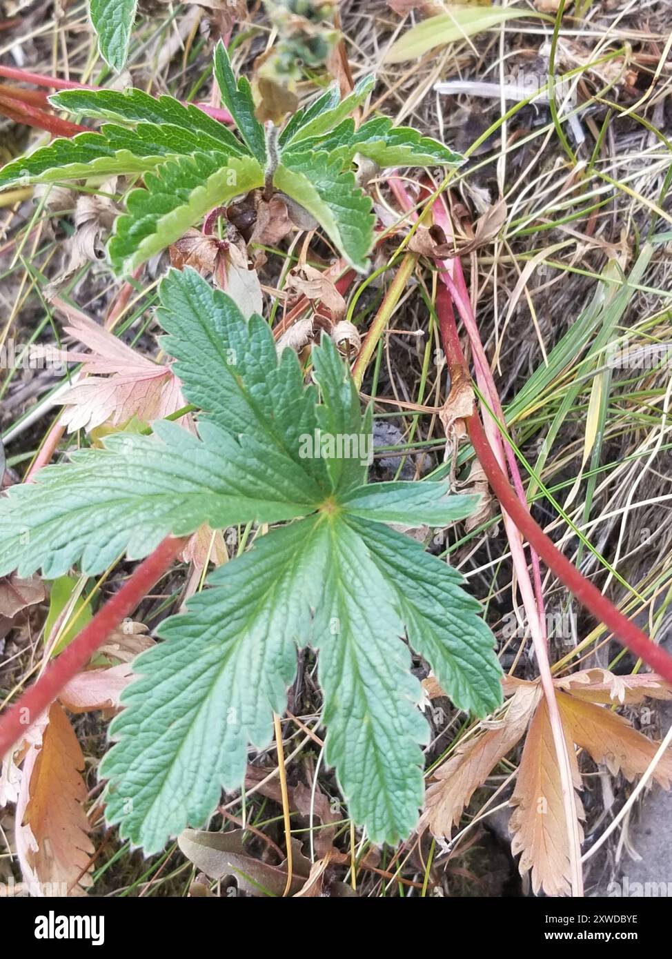 slender cinquefoil (Potentilla gracilis) Plantae Stock Photo - Alamy