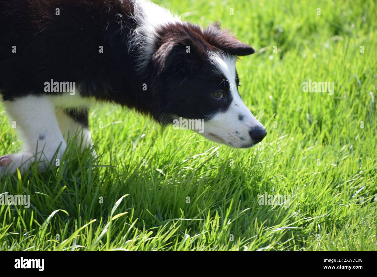Adorable fluffy border collie hi-res stock photography and images - Alamy