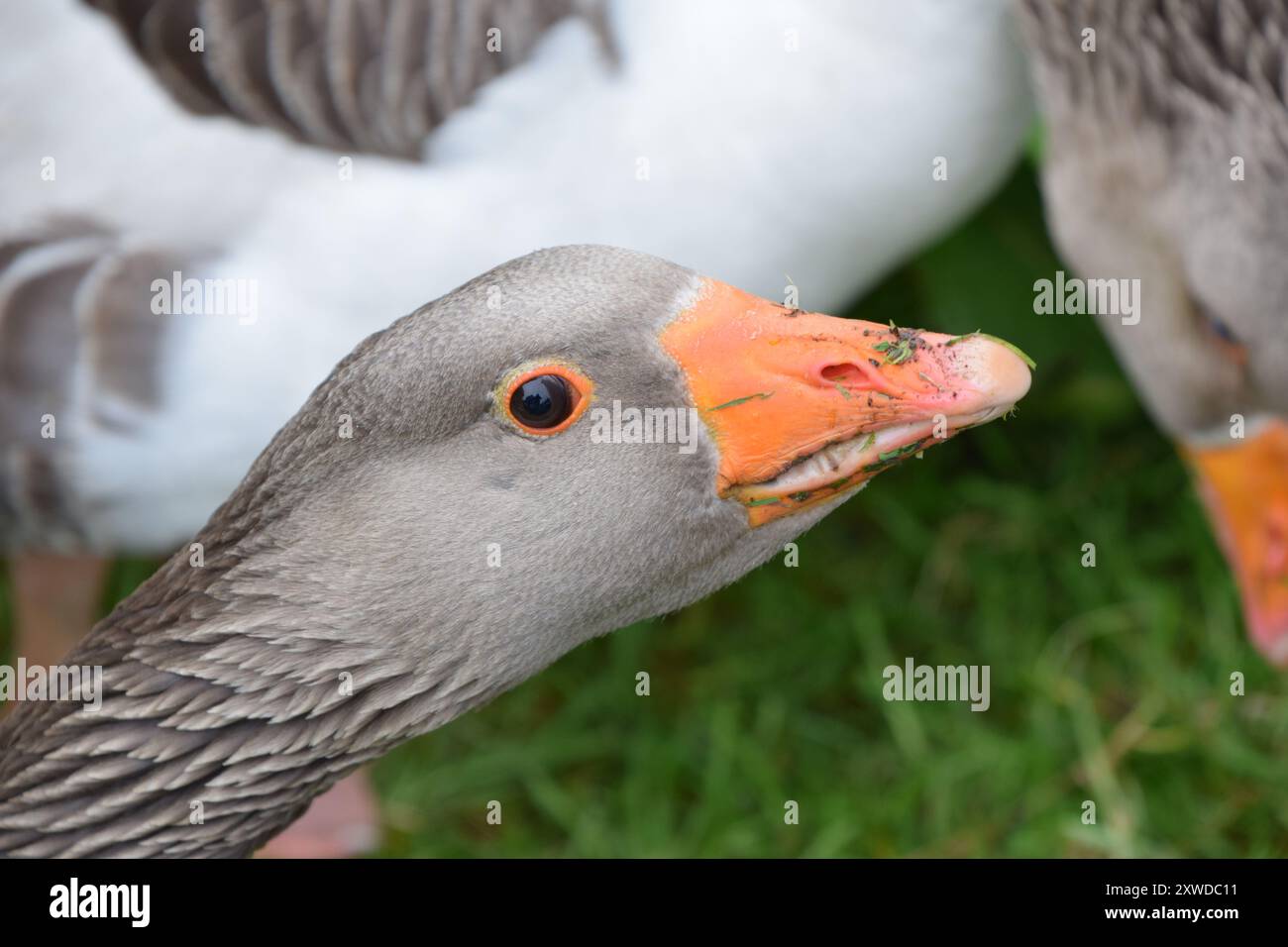 Faroe Islands Goose Stock Photo - Alamy