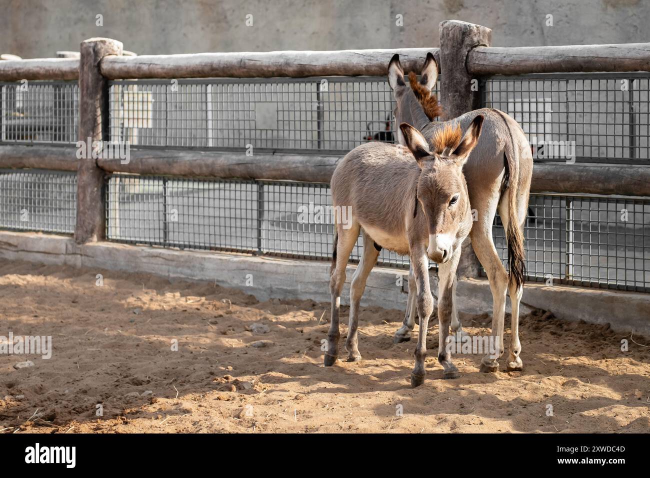 Two Donkeys in the Stable. Donkey in stables , animal farm in ...