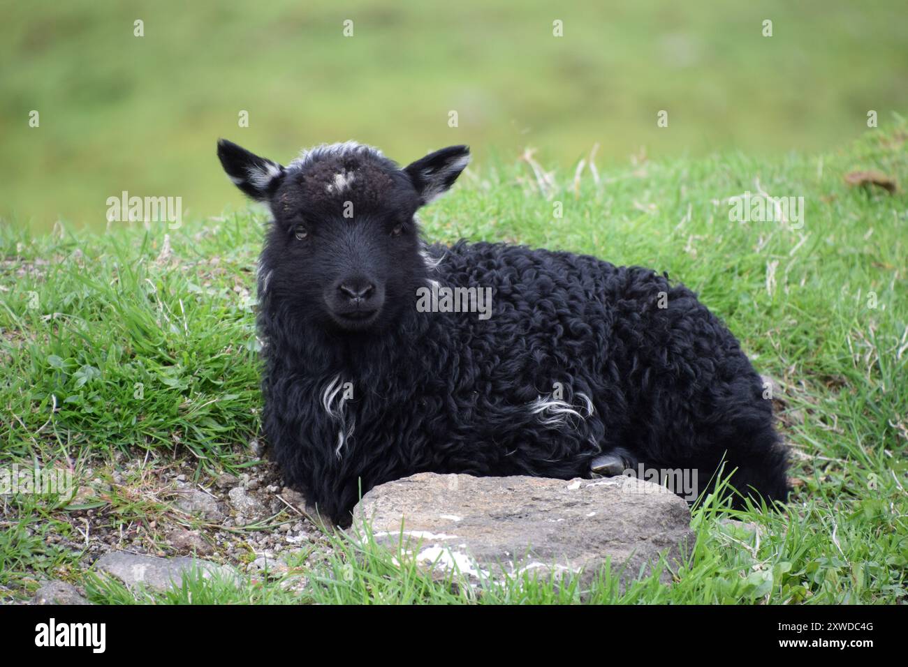 Close up black sheep hi-res stock photography and images - Alamy