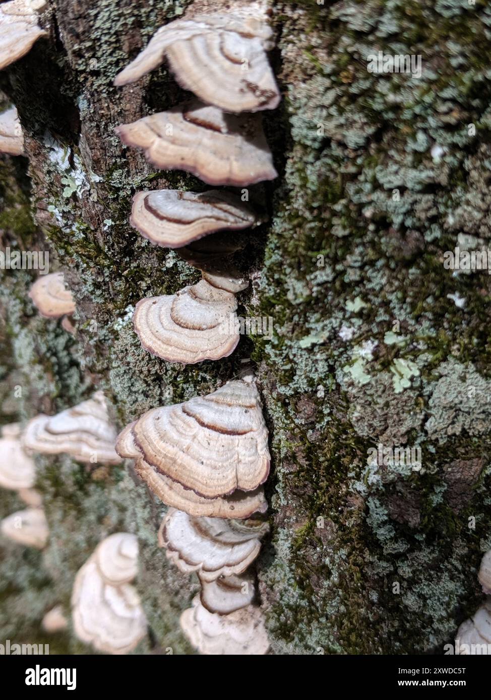 violet-toothed polypore (Trichaptum biforme) Fungi Stock Photo - Alamy