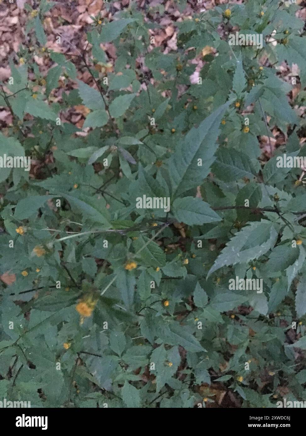 Devil's Beggarticks (Bidens frondosa) Plantae Stock Photo - Alamy