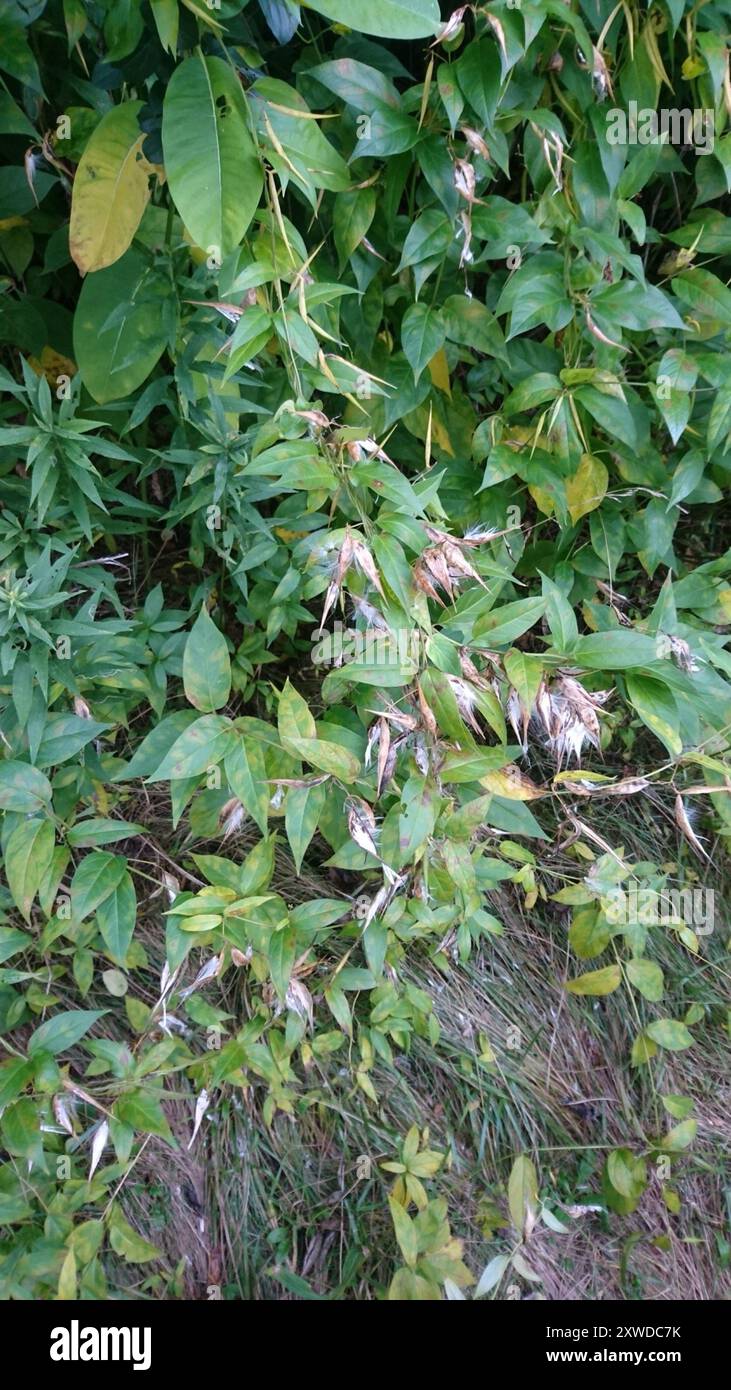 dog-strangling vines (Vincetoxicum) Plantae Stock Photo - Alamy