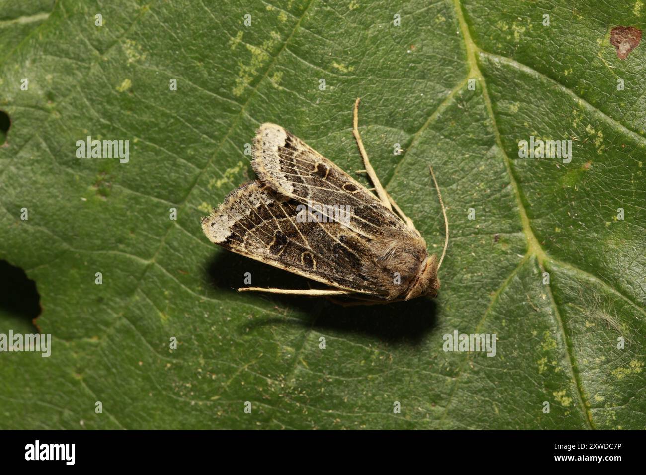 Lunar Underwing (Agrochola lunosa) Insecta Stock Photo - Alamy