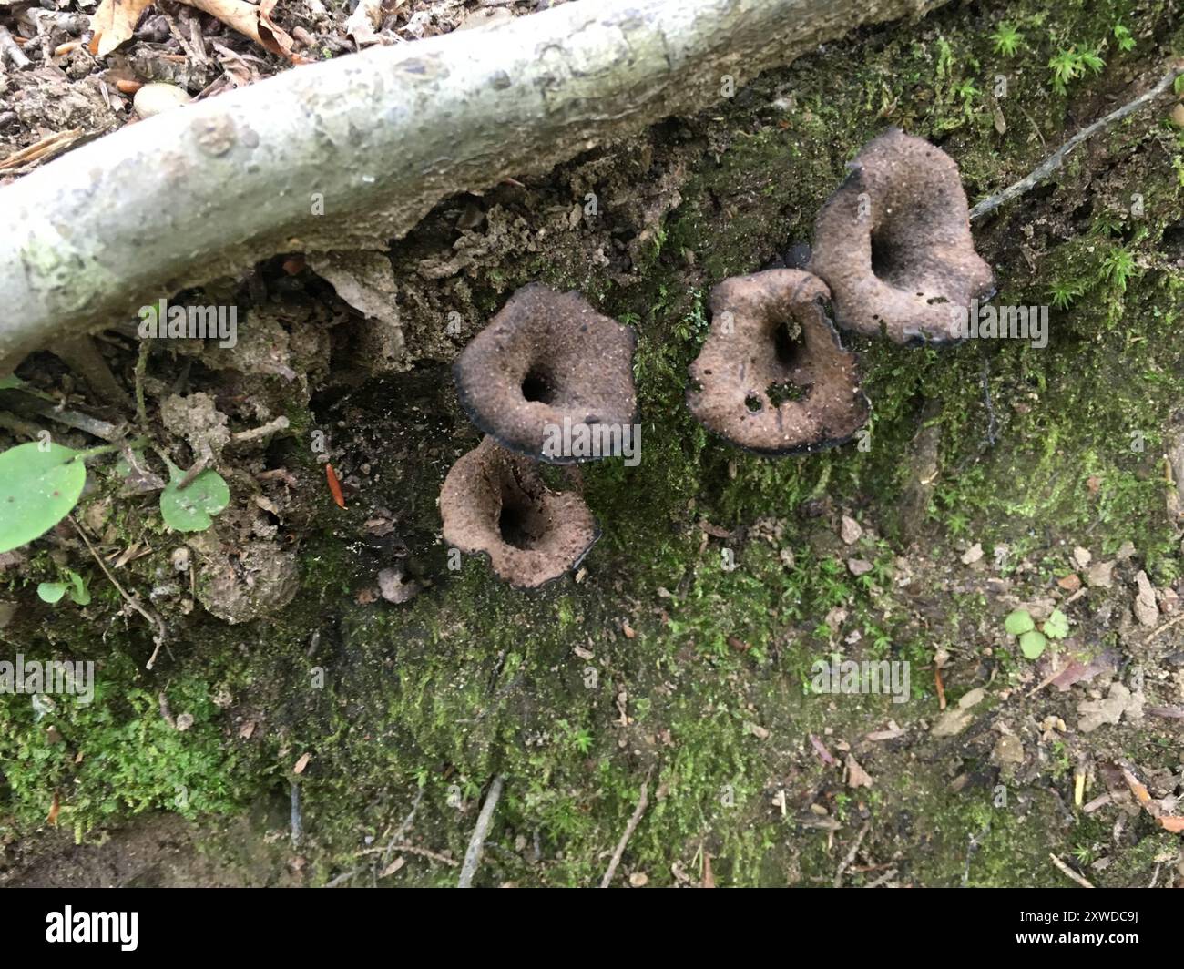 Eastern Black Trumpet (Craterellus fallax) Fungi Stock Photo - Alamy